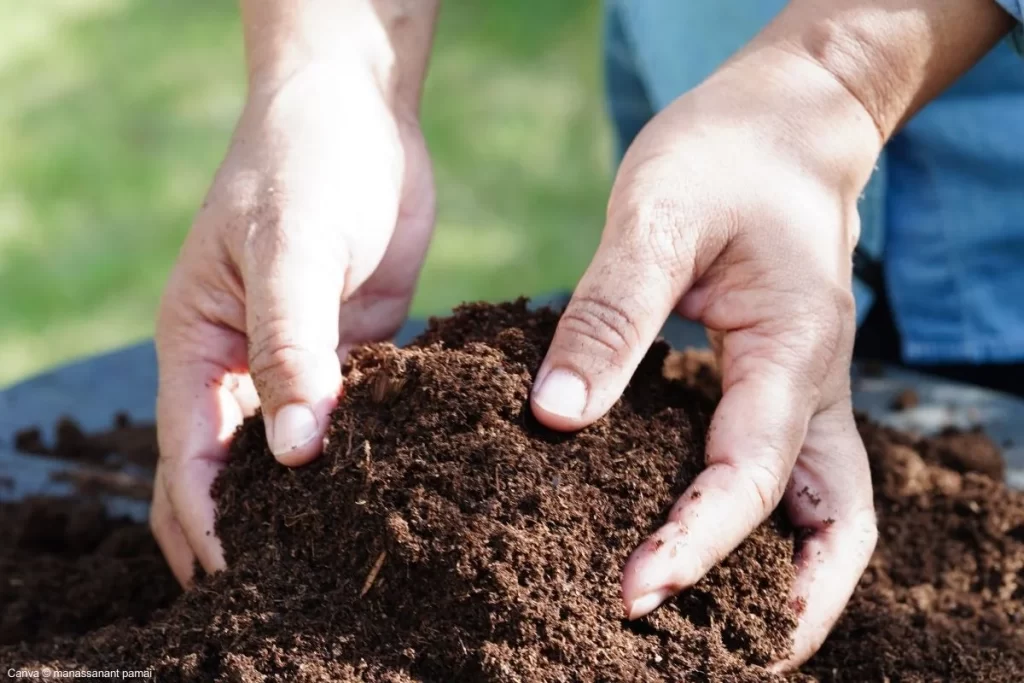 5 Adubos Orgânicos para Horta e Jardim 5 Adubos Orgânicos para Horta e Jardim